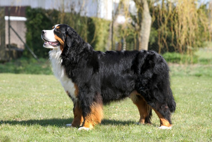 Naše feny / our females :: Codeli